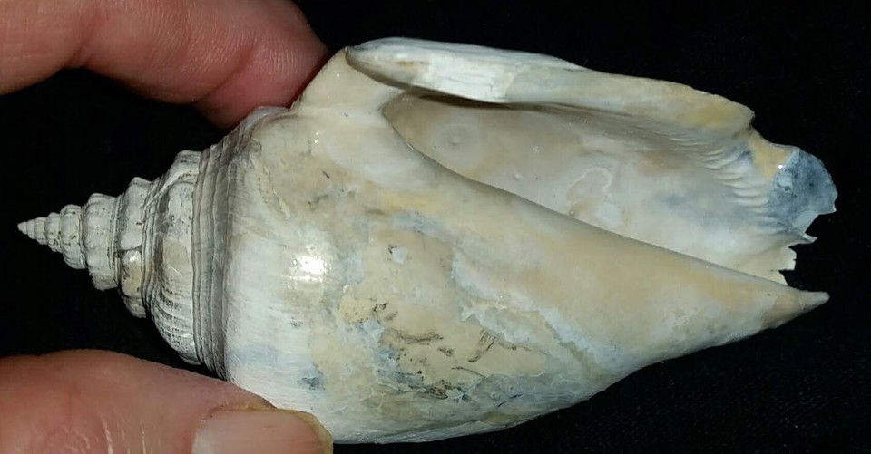 Fossil / Fossilized Strombidae - Strombus sea shell gastropod ...