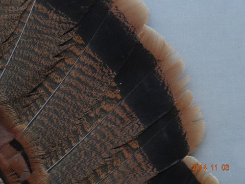 1 Adult Eastern Wild Turkey Tail Fan for Turkey Decoy | eBay