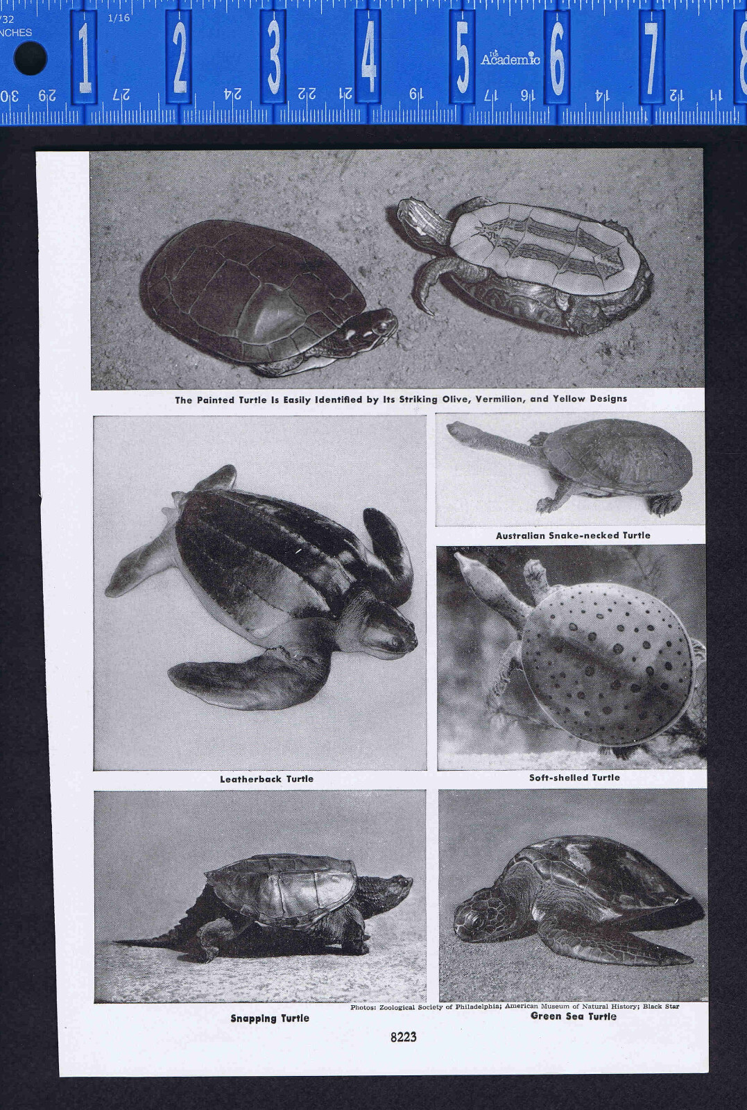 TURTLES: Painted, Snake-Necked, Leatherback, Snapping, Sea -1950s ...