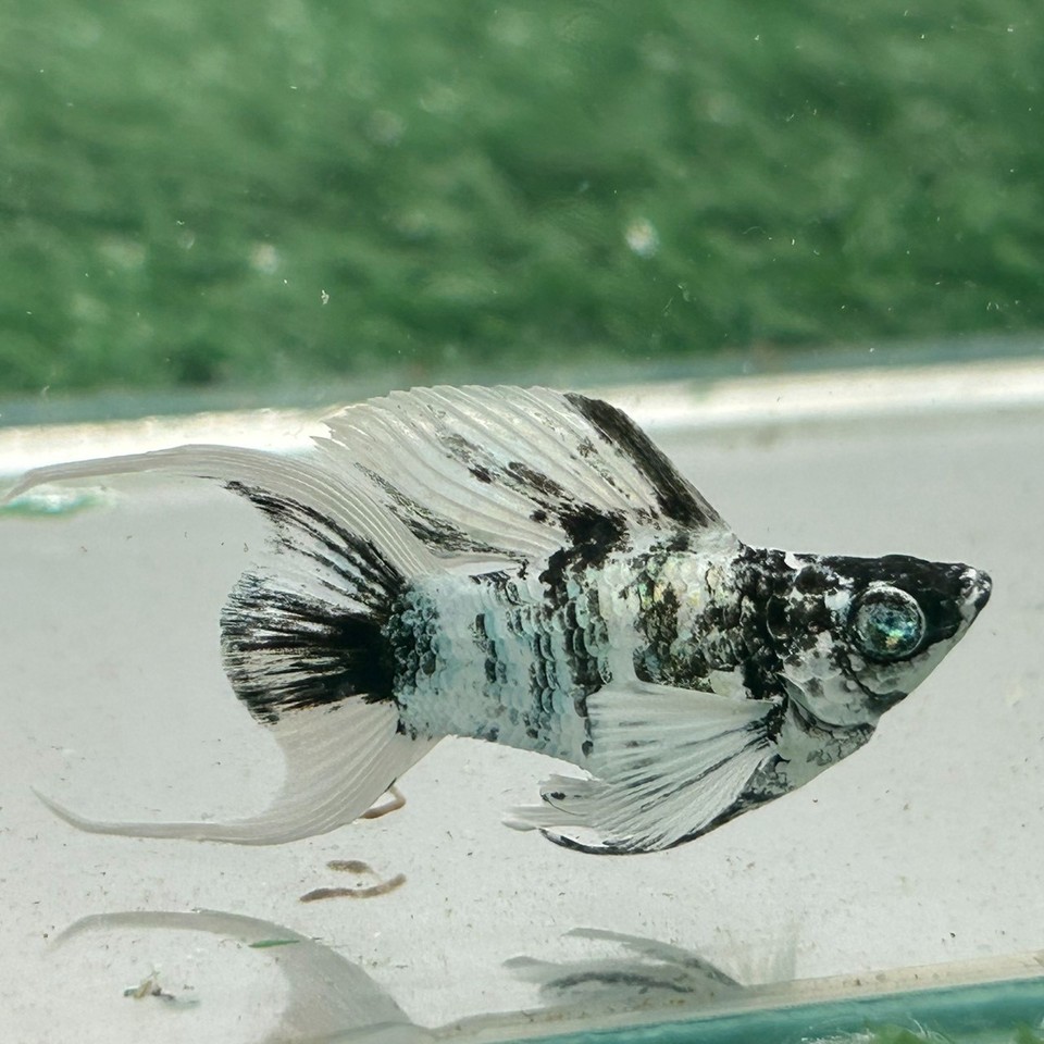 Thailand Balloon live Molly fish Zebra Blue Eyes High-quality fresh ...