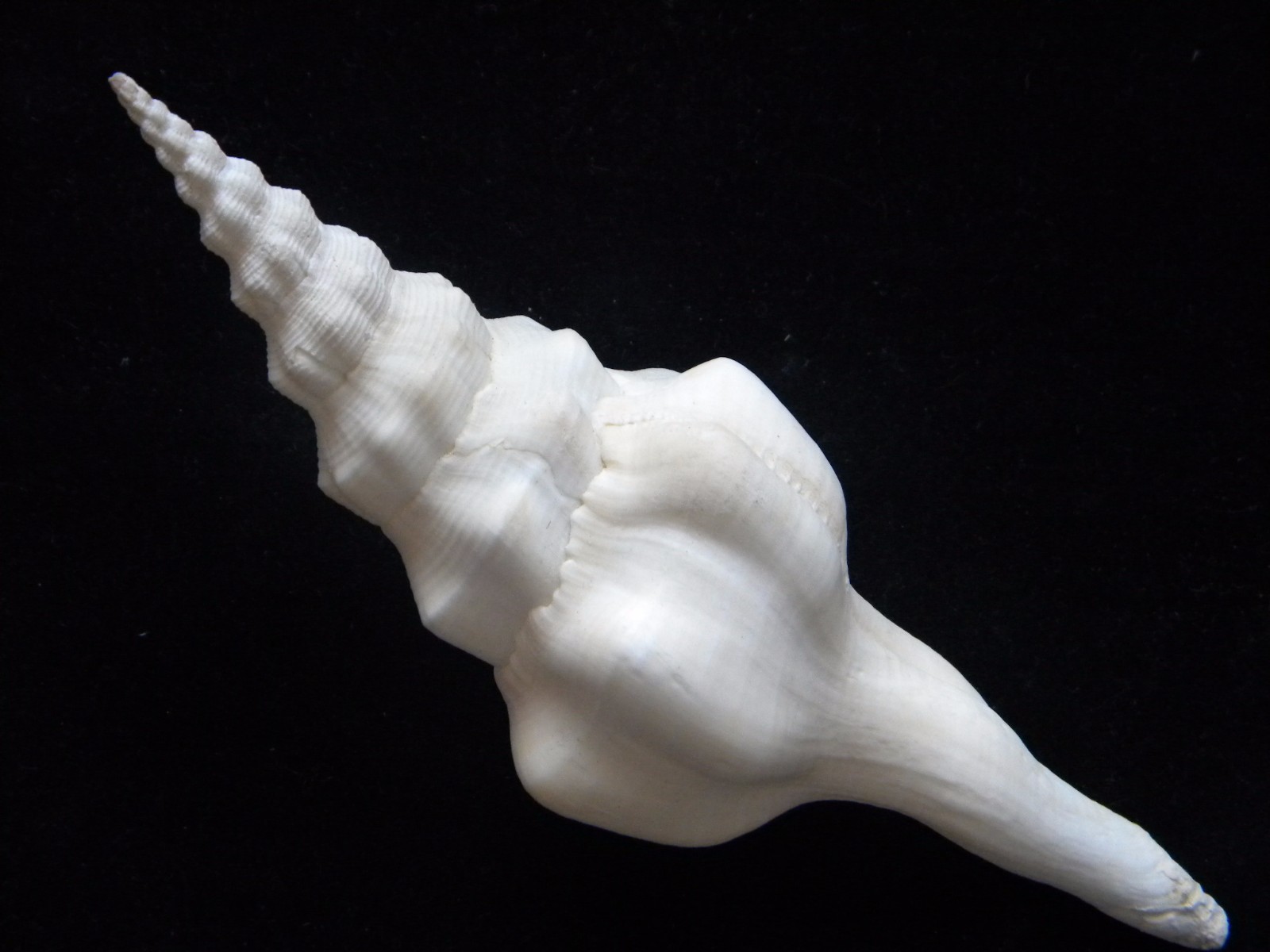 Sea Shells Fusinus Undatus / Wavy-edge Spindle 159mm ID#3442CA FREAK ...