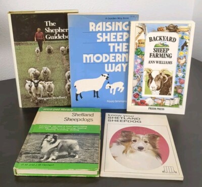 Backyard Sheep Farming Lot - Raising Modern Way Sheepdog Shepherd's ...