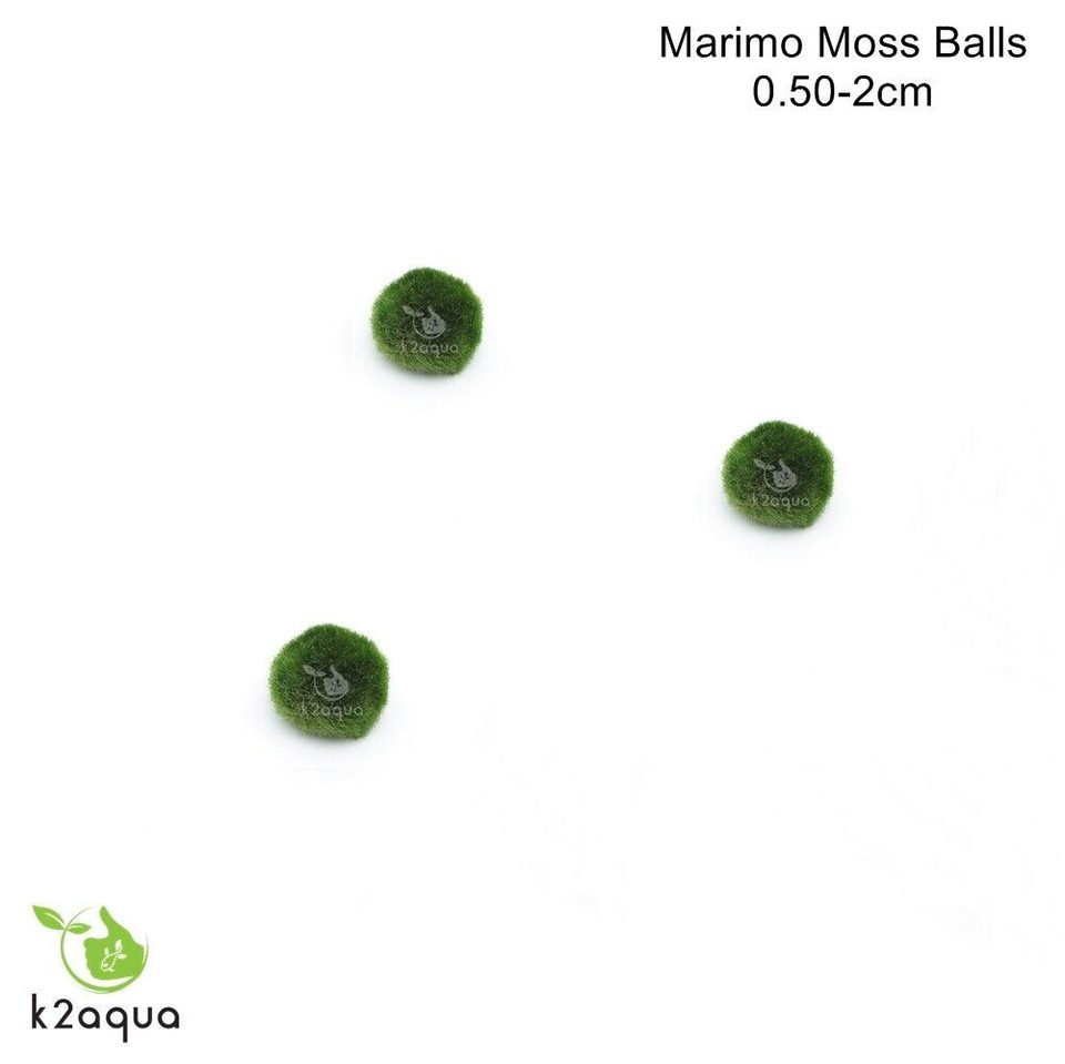 ALL sizes MARIMO MOSS BALLS Cladophora live aquarium plant shrimp nano ...