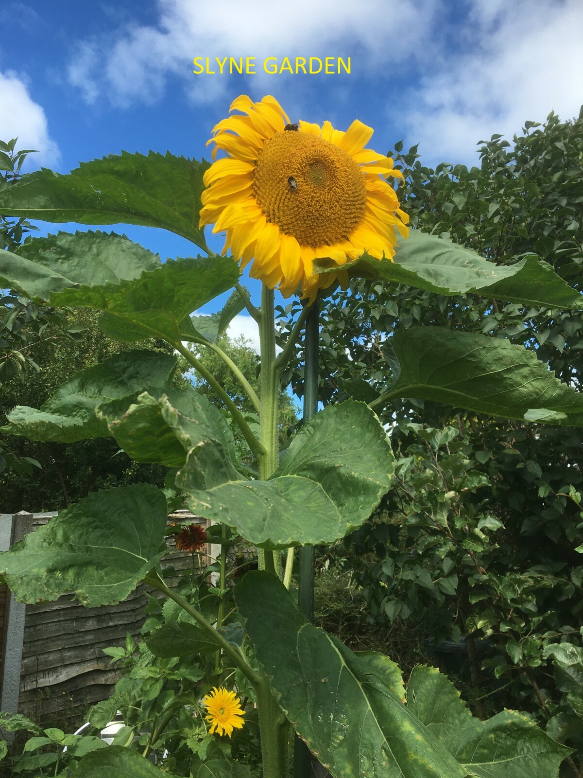 Early Russian Sunflower