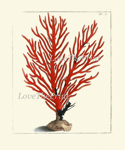 Red Coral Prints Wall Art Set of 4 Beautiful Antique Vintage Sea Ocean ...