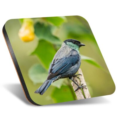 1x Square Coaster 12cm Black-Capped Tanager Bird Nature Ecuador #52641 ...