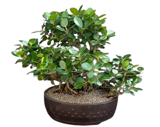 Green Island Ficus Bonsai Tree Indoor Easy Care Potted ficus microcarpa ...