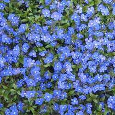 50+ VERONICA CREEPING BLUE SPEEDWELL PERENNIAL FLOWER SEEDS GREAT CUT ...