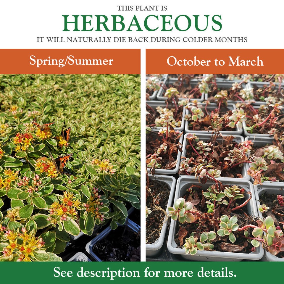 Alstroemeria 'Bryce'. 5cm Plant x 2. Orange flowers for cutting ...