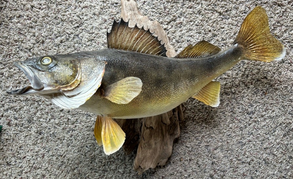 21” Walleye Authentic Real Skin Professional Taxidermy Fish Mounted On ...