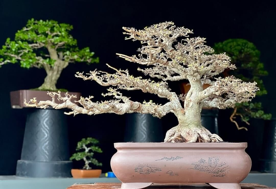 Bonsai tree || Bonsai zelcova || Japanese Elm bonsai || Medium size ...