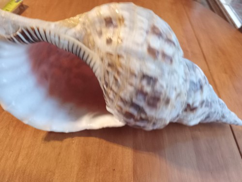 Giant Charonia Tritonis Triton Trumpet Sea Shell Conch 13.5” Long | eBay