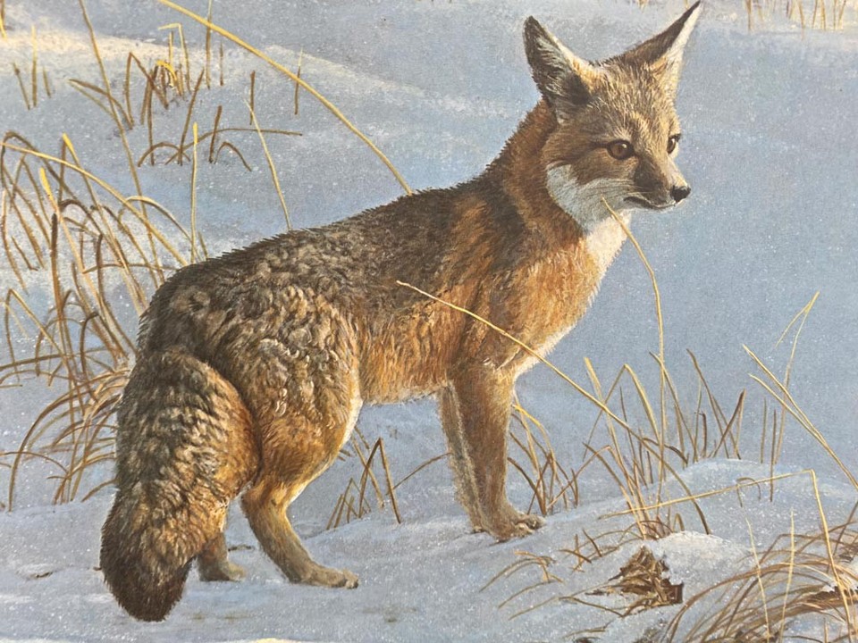 Robert Bateman - Swift Fox -950 S/N - Paper Size 15-1/2"x 24-1/2" | eBay