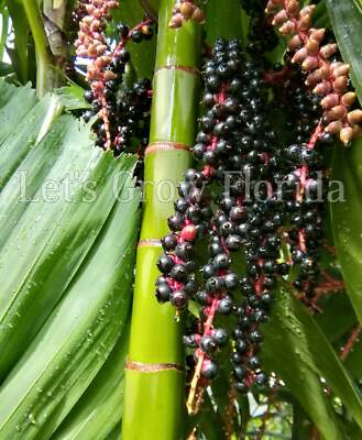 Ptychosperma schefferi Palm Tree | eBay