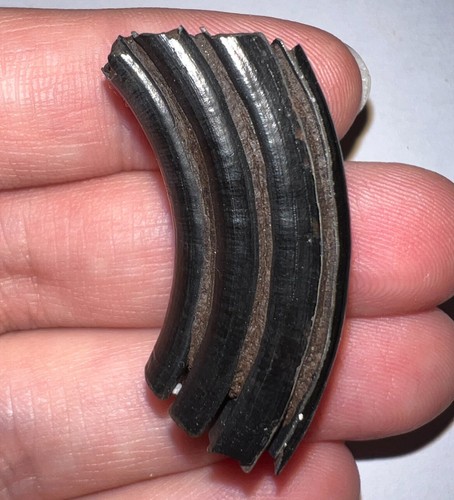 Rare Ice Age Fossil Giant Extinct Beaver Tooth CASTOROIDES 1.54 Inches ...