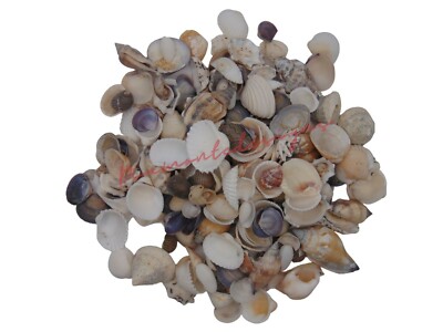 Dainty Mixed Shells Natural Shells Seashells Beach Shells Wedding ...