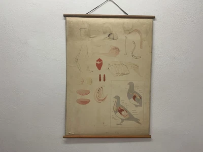 Vintage Chichen Anatomy Lithography School | Grelly USA