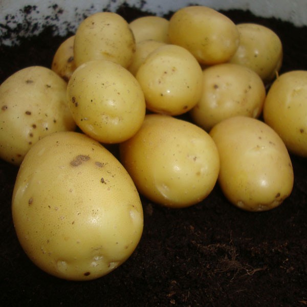 Seed Potatoes 70+ Varieties - Scottish Basic Seed Potatoes X20 Tubers ...