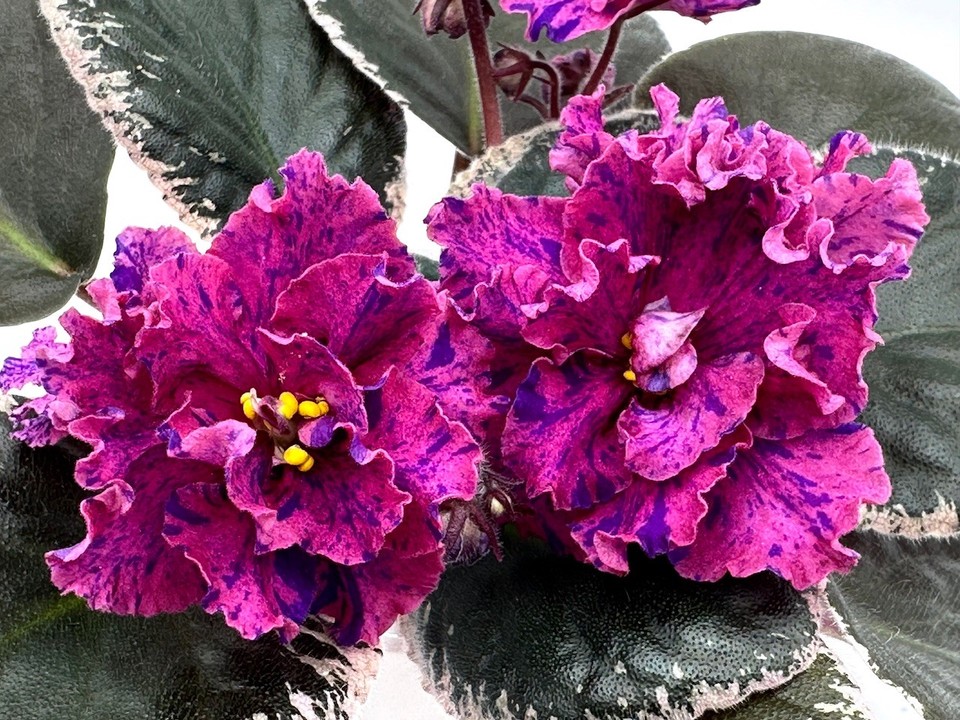African Violet Buckeye Columbus Platinum Big Starter in Buds Std | eBay