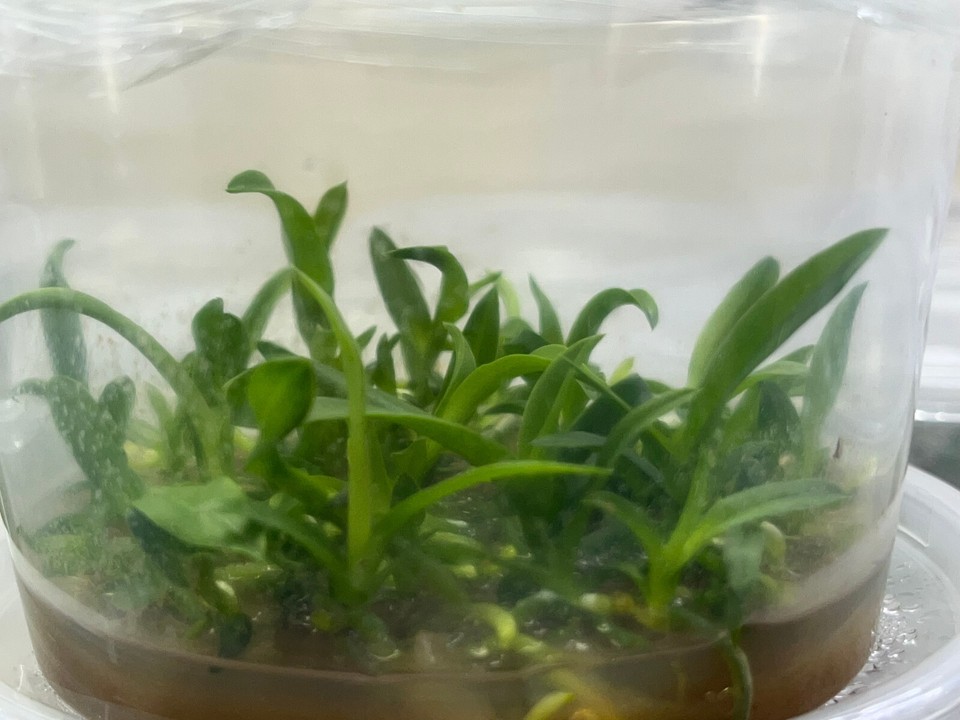 Orchid Flask --BLC.GOLDEN CHIEFTAIN AKUKI | eBay