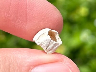 Uruguay Fossil Barnacle Balanus amphifrite Querandino Formation ...