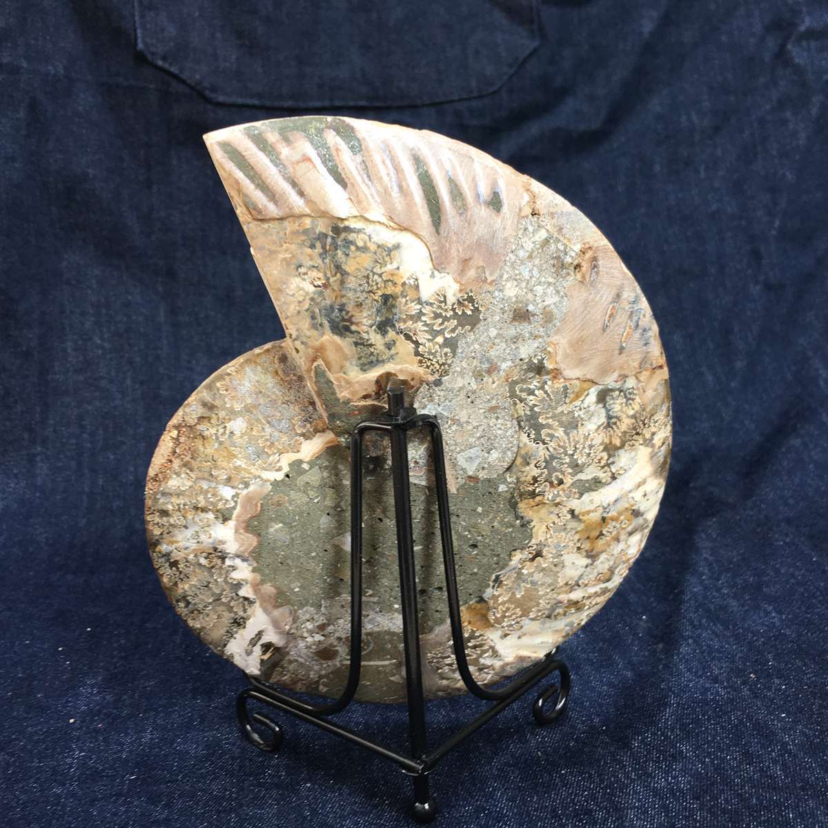 365g Natural Ammonite Disc Fossil Conch Specimen Healing | eBay