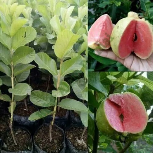 Grafteed Seedless Red Crystal Guava Tree Living Fruit Tree Free ...