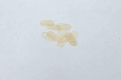 Violin Viola Cello Bridge Pad protect E String Bridge Parchment ion ...