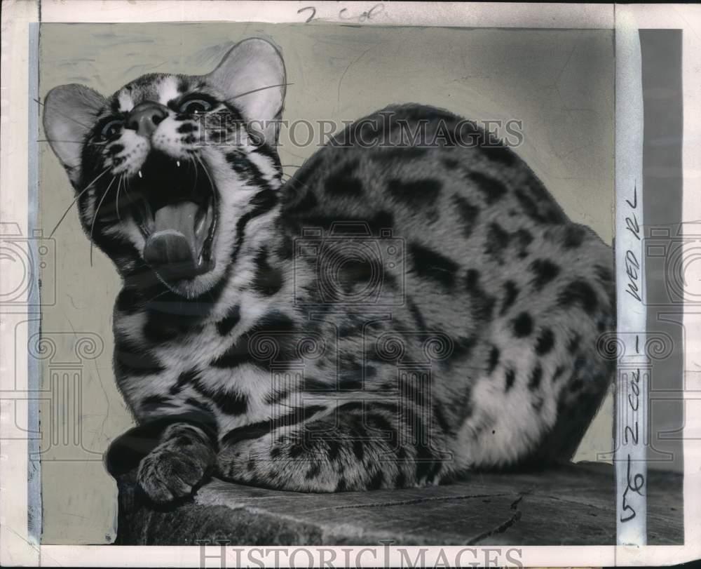 Zach The Snow Leopard House Cat 5 Cool Cats In The Wild