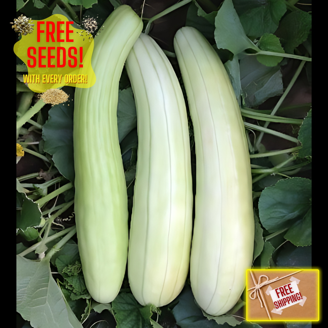 Fresh Bai Gua Seeds | Heirloom | Non-GMO | Asian Vegetable Seeds | eBay