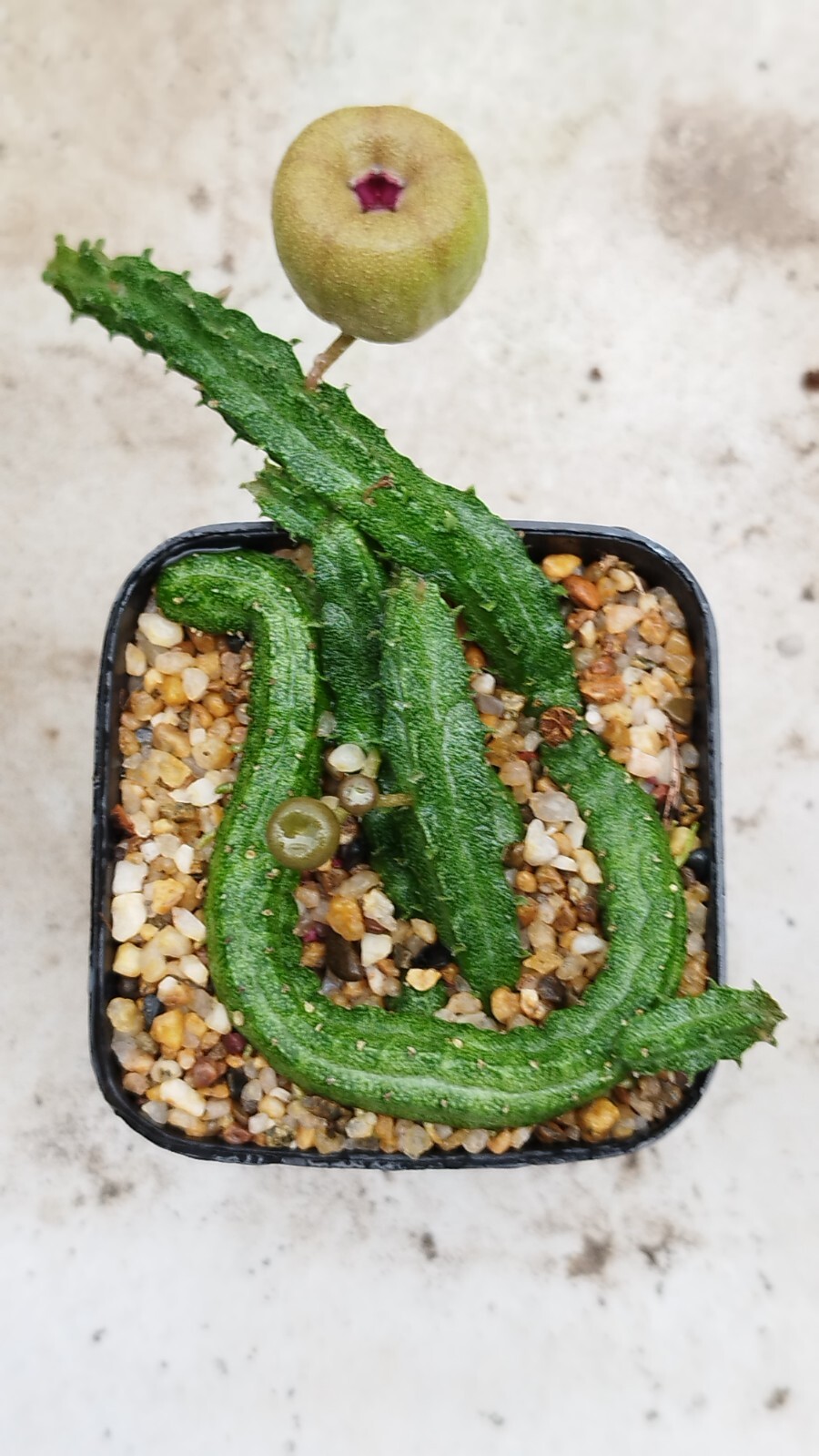 Echidnopsis malum APPLE , stapelia , huernia caralluma orbea ...