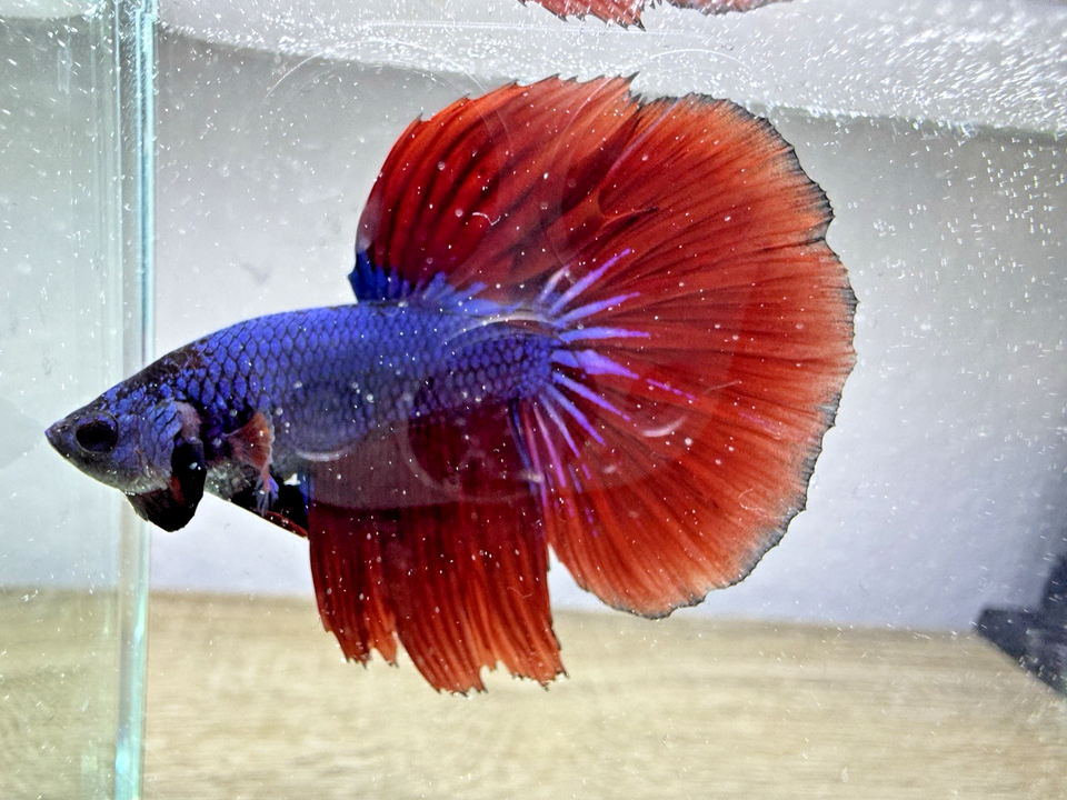 BLue/Red Halfmoon Betta Fish – Live Premium Quality – Example Photos | eBay