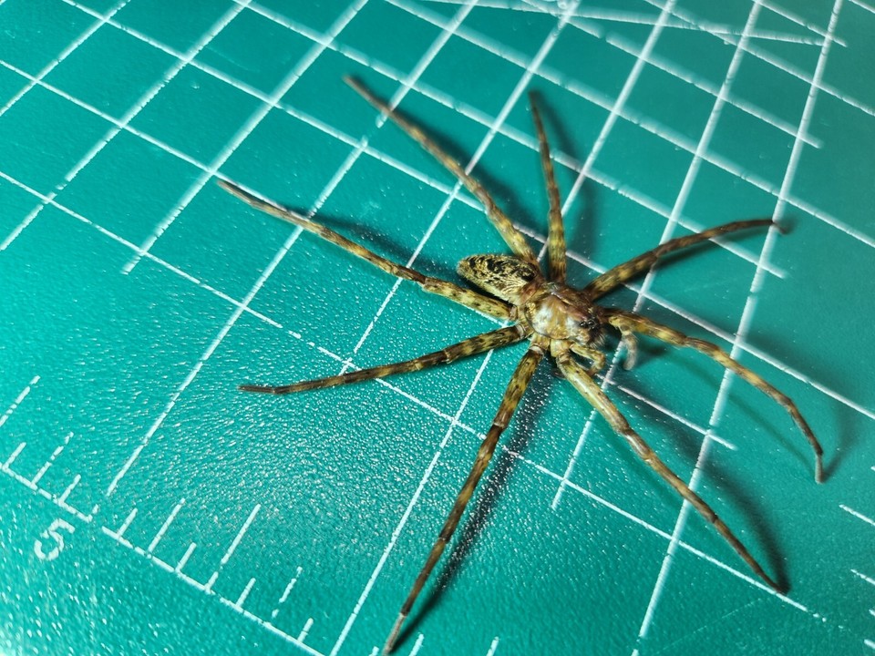 Striped Fishing Spider wet specimen oddities Taxidermy Mummified #314 ...