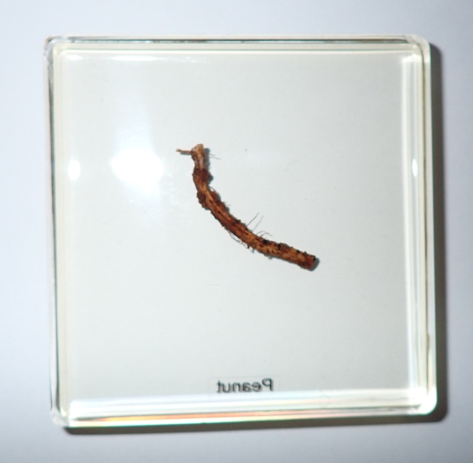 Peanut Root Specimen in 75 mm Amber Clear Square Lucite Slide SS75A | eBay