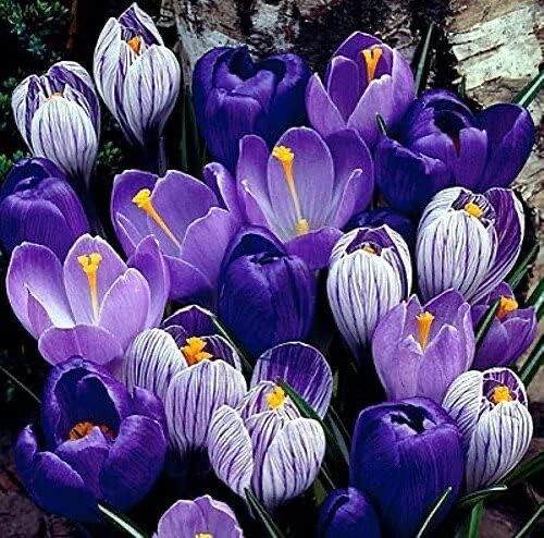 Blue Moon Crocus Mix Vibrant Purple and Blue Blooms 10 Large Bulbs to ...