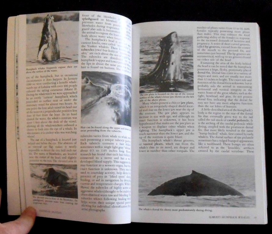 Hawaii's Humpback Whales by Gregory D. Kaufman and Paul H. Forestell ...