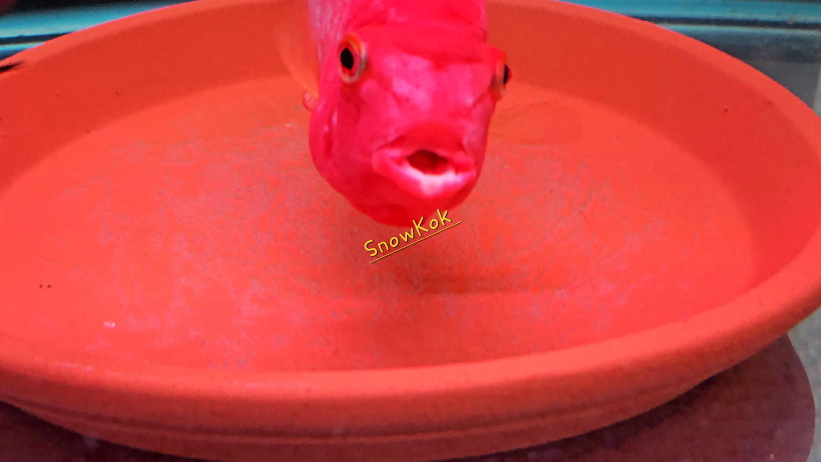 Female Super Vip Golden Base King Kamfa F1 Eggs & Fry Proven Flowehorn ...
