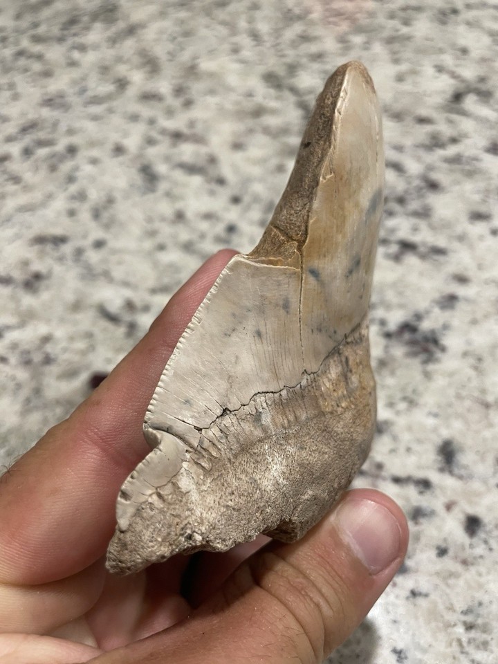 GNARLY PATHOLOGICAL MEGALODON SHARK TOOTH SUMMERVILLE LANDSITES FOSSIL ...
