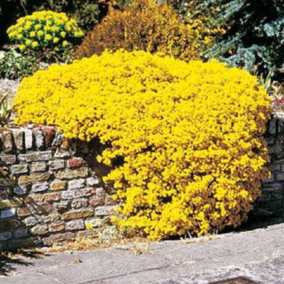 60+ Yellow Alyssum Perennial Flower Seeds Mix / Ground Cover | eBay