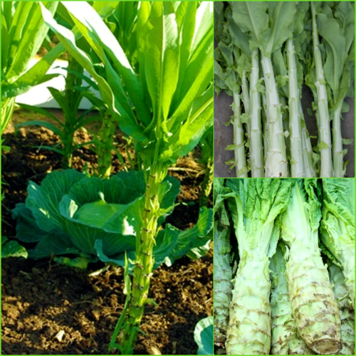 CELTUCE 125+Seeds A unique lettuce, Tasty Raw / Cooked Stir Fry Salads ...