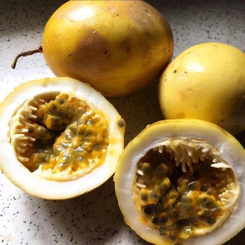 Passion Fruit(Passiflora edulis) Parcha Tropical Live Fruit Tree(10in ...