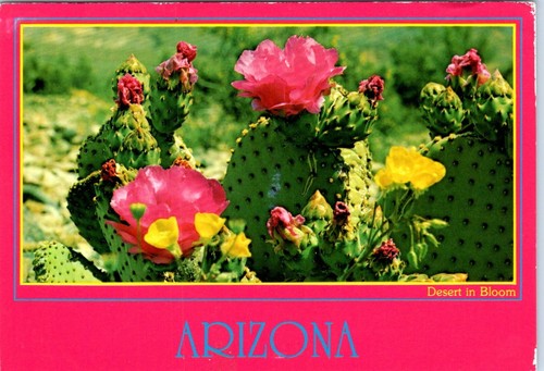 The Desert in Bloom, Prickly Pear Cactus in Springtime, Tucson, Arizona ...