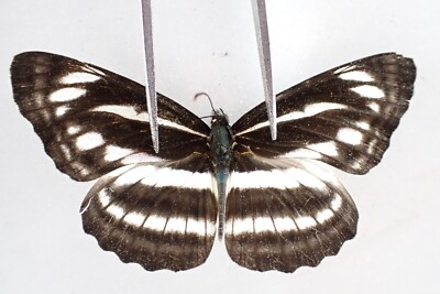 N18373. Unmounted butterflies: Neptis sp. Central Vietnam. Ngoc Linh | eBay