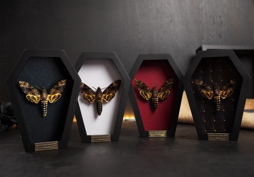 Real Death Head Moth Coffin Framed Gothic Decor Taxidermy Insect Bugs ...