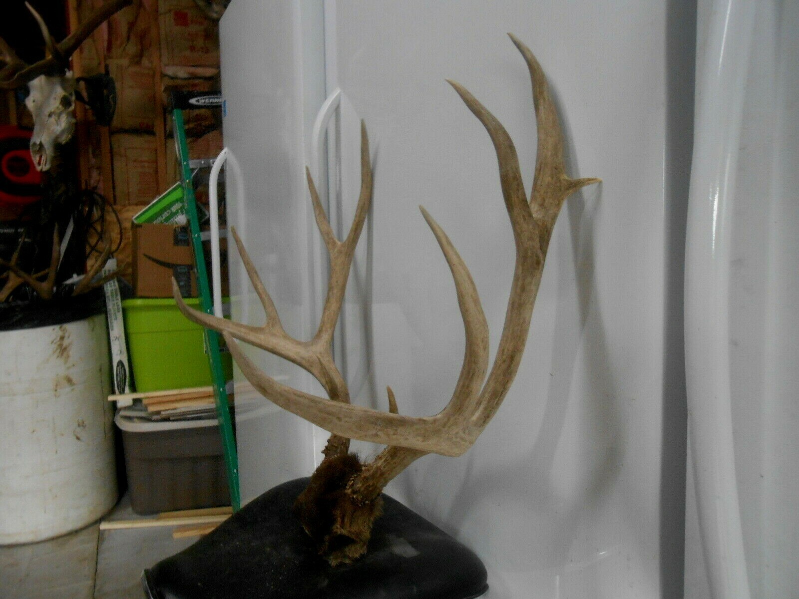 Huge 29 4/8 wide 6x5 MULE DEER RACK antlers whitetail sheds taxidermy ...