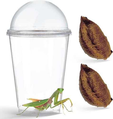 2x European Praying Mantis Egg Case with Hatching Cup, Hatch Observe ...