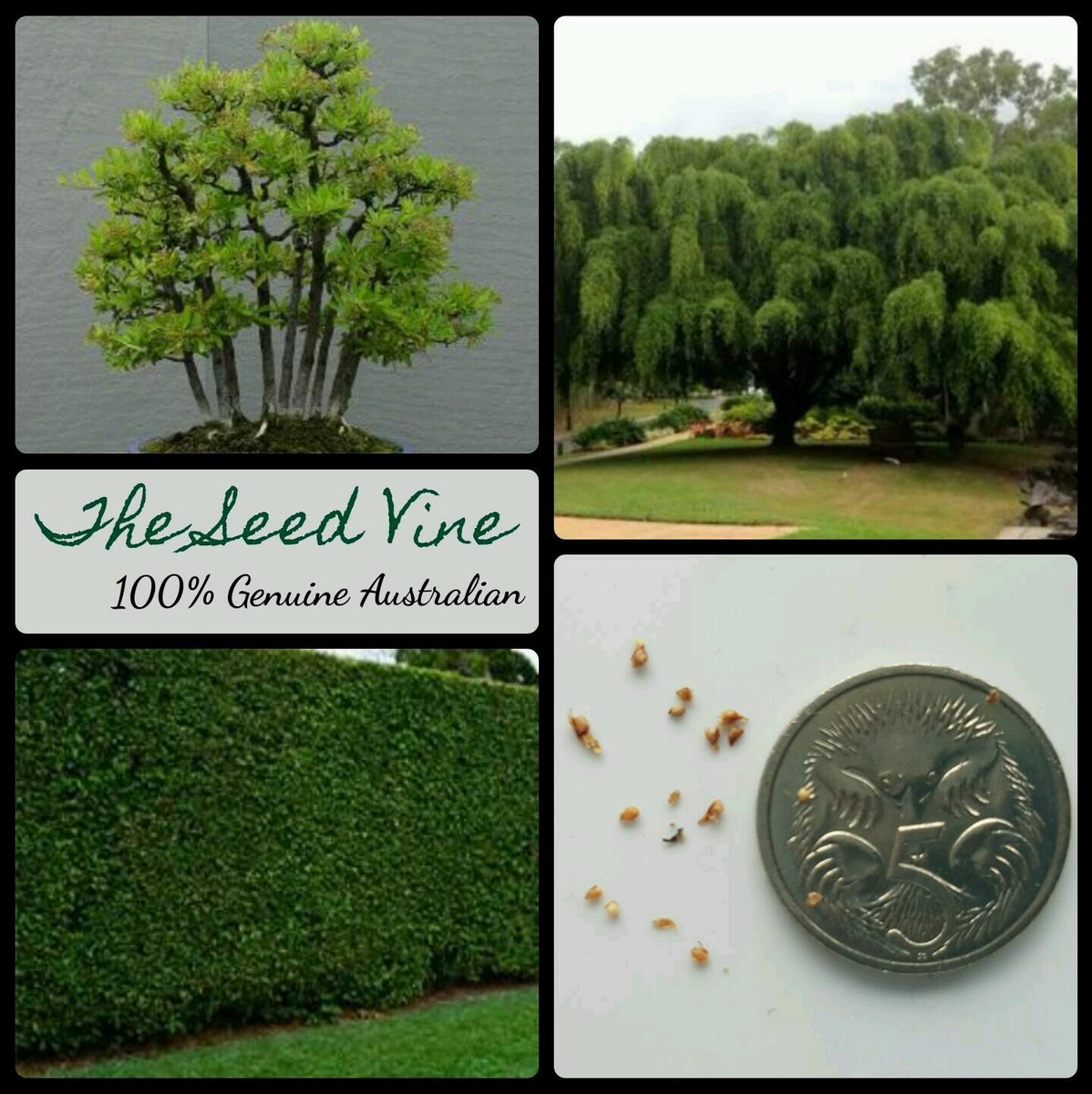 Ficus Benjamina Hedge