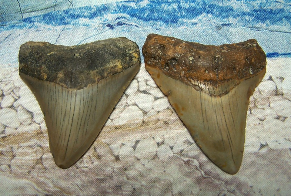 MEGALODON SHARK TOOTH 2 3/4” & 2 1/2” Set of 2 SHARKS TEETH MEG SCUBA ...