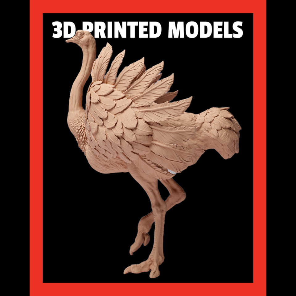 Ostrich scale model 3D Printed in Resin UNPAINTED Wild Animal Miniature ...
