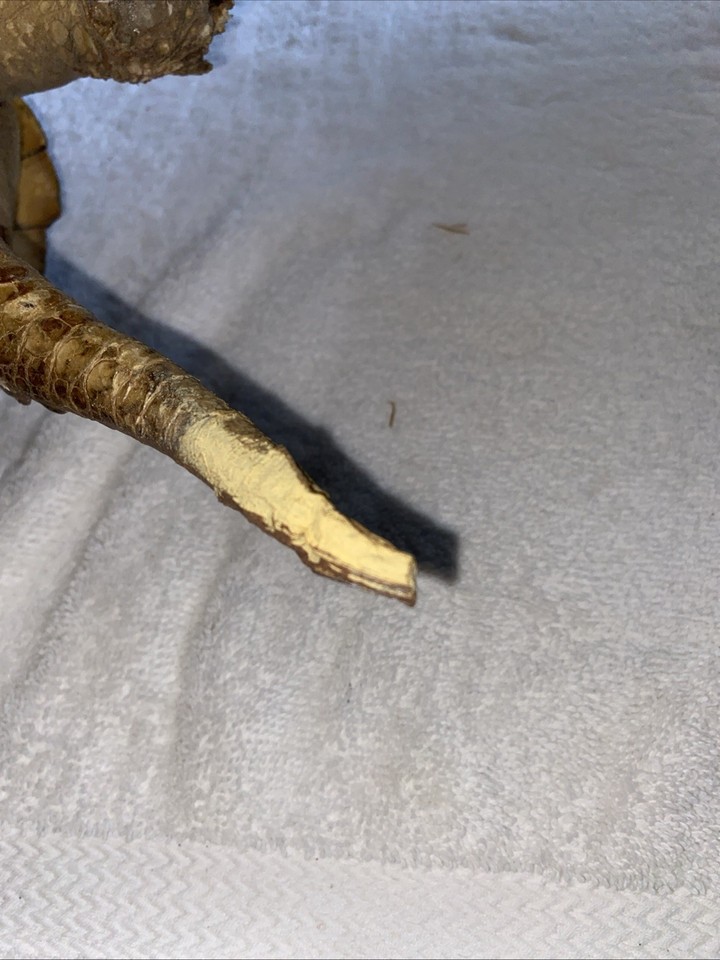 Oddity Real Turtle Taxidermy Shell. Big 20” Long. Unique Collectors ...